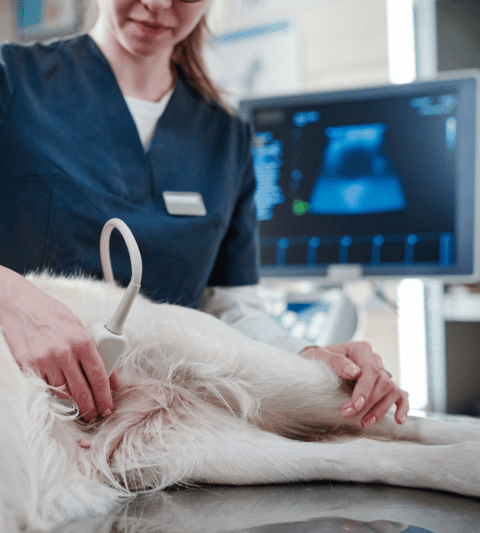 Pet Ultrasound In Long Beach, CA | Cats & Dogs Animal Hospital