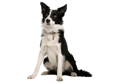 Payment Options For Vet Care | Cats & Dogs Animal Hospital